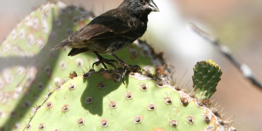 finches evolution natural selection