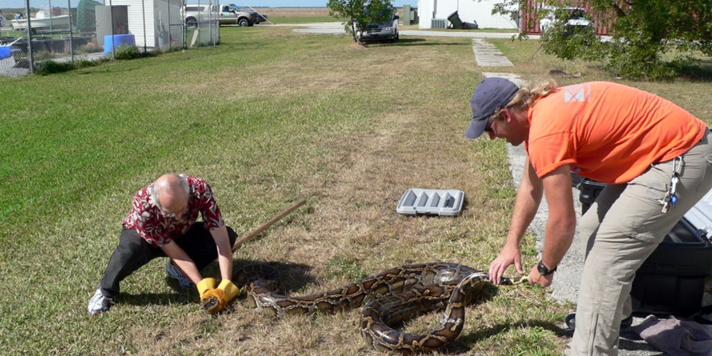python catching flying fox