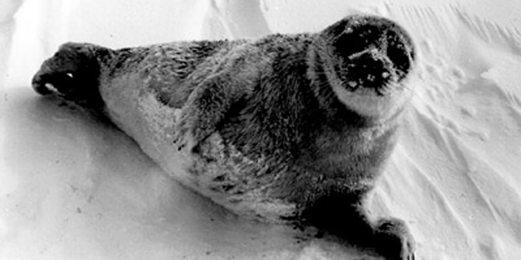 ringed seal