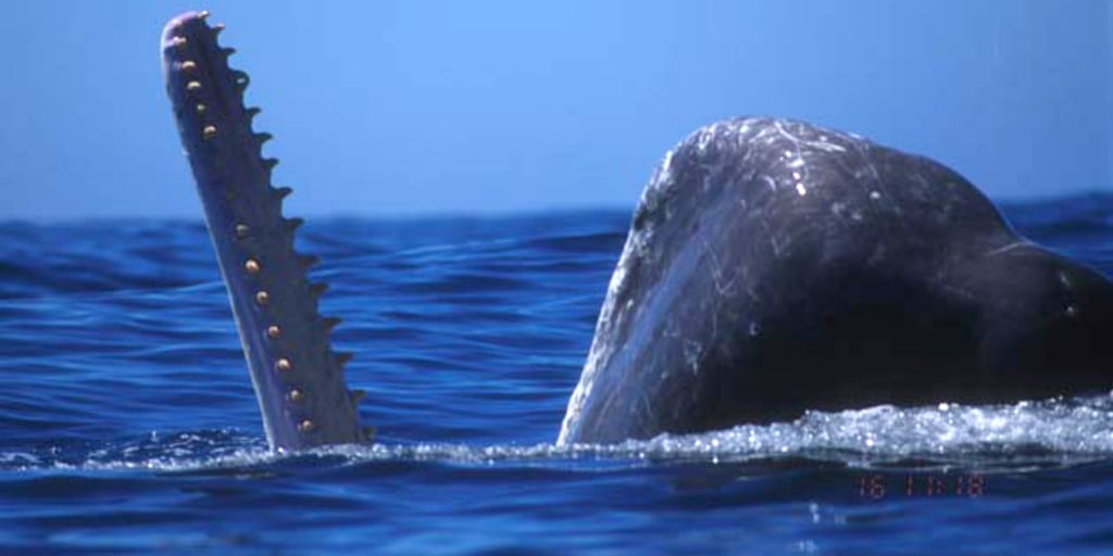 Colossal Squid Vs Blue Whale Sperm Whale Giant Squid Hi Res Stock