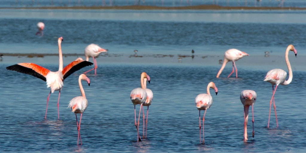 flamingo ses