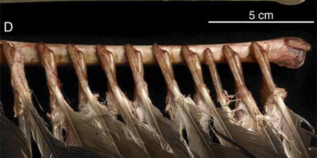 Velociraptor Quill Knobs Velociraptor Facts For Kids