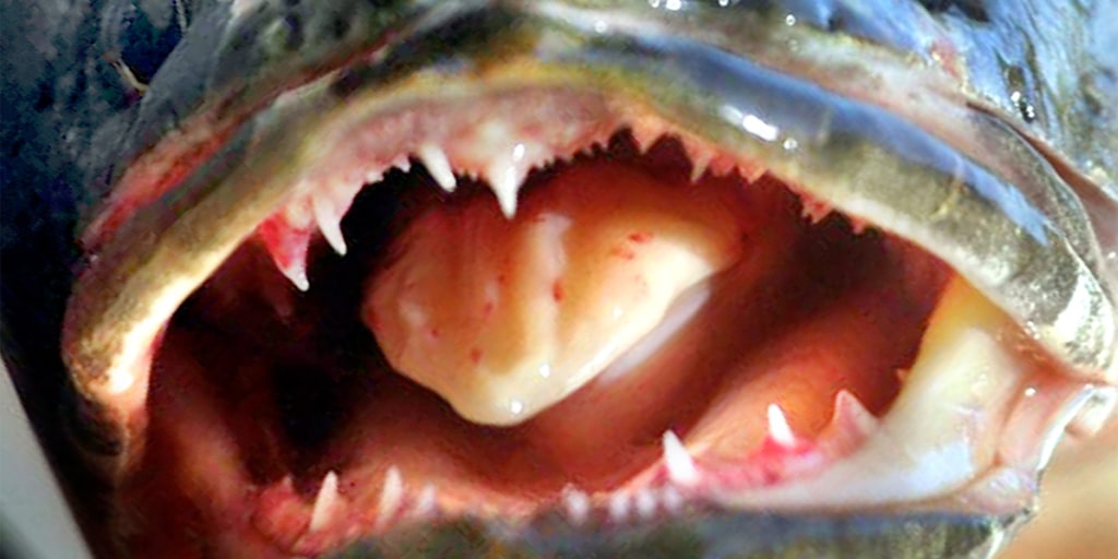do snakeheads have teeth