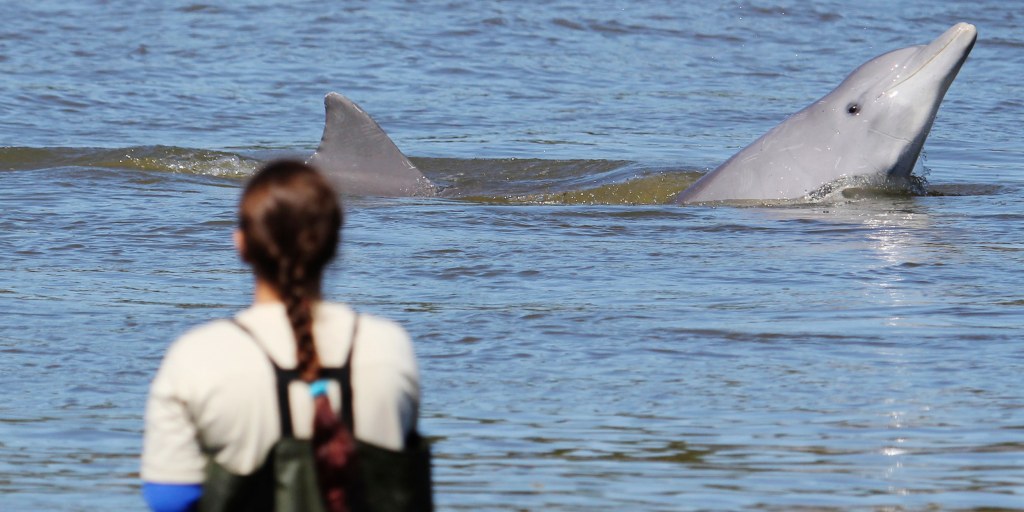 Dolphins Help People Dolphin Wikipedia