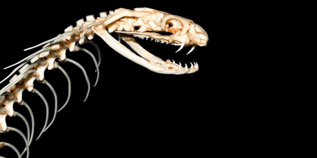 Esqueleto De Serpiente Prehistórica Gigante