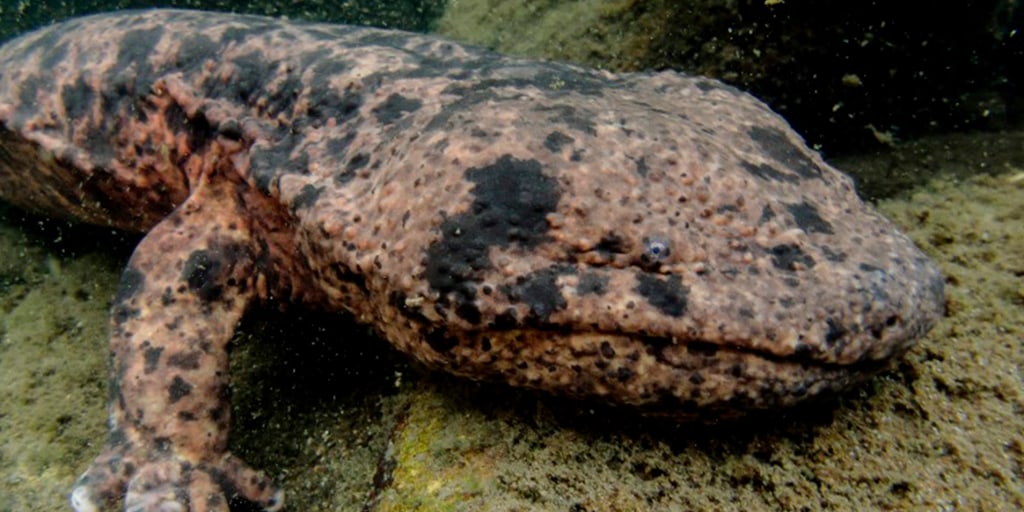 Dientes De Salamandra Gigante Del Pacífico