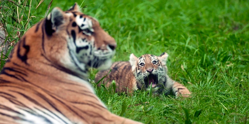 Summer Tiger Wild Animals