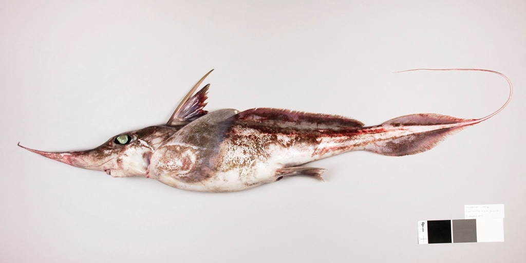 Chimaera Fish Rabbit Fish Chimaera Monstrosa