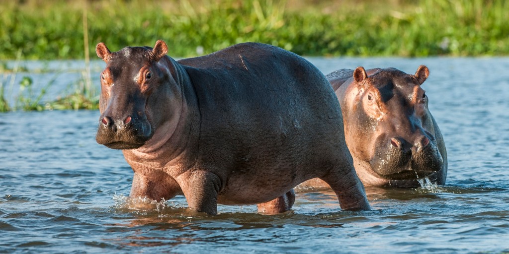 Hippo Attack I Was Trapped In Hippo's Jaw And Tossed Like Rag Doll On