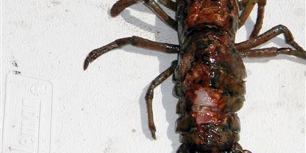 lobster side effects