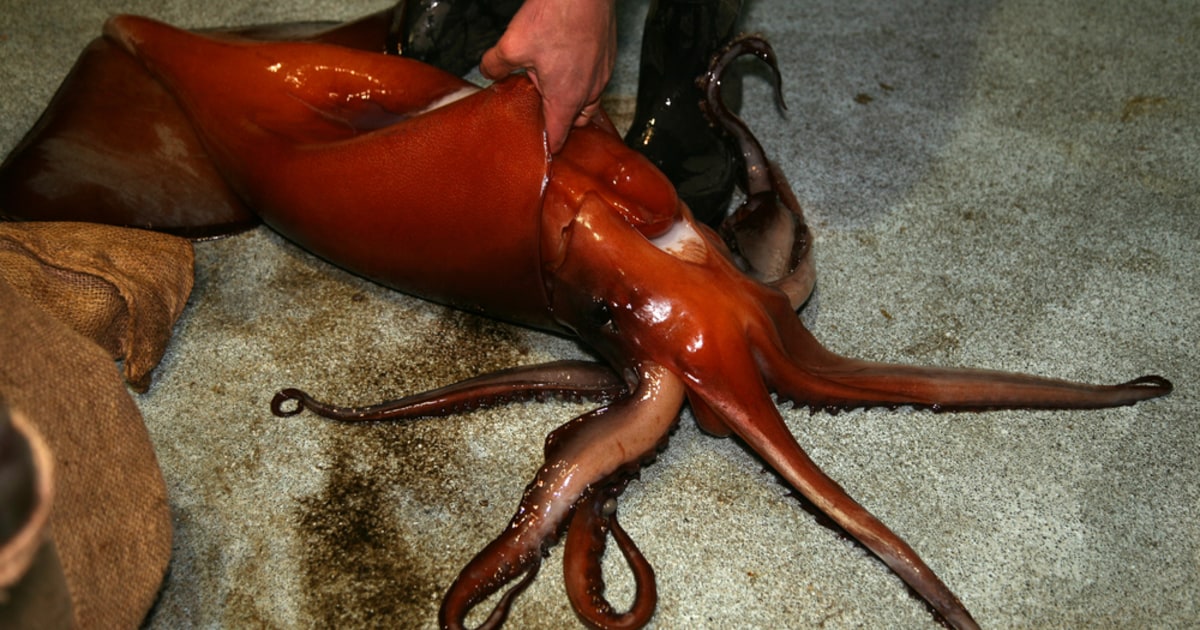 Mystery of mass squid deaths possibly solved
