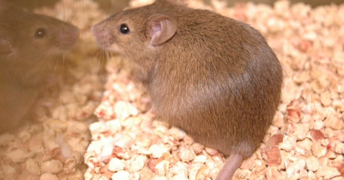 Meet the mice with two dads