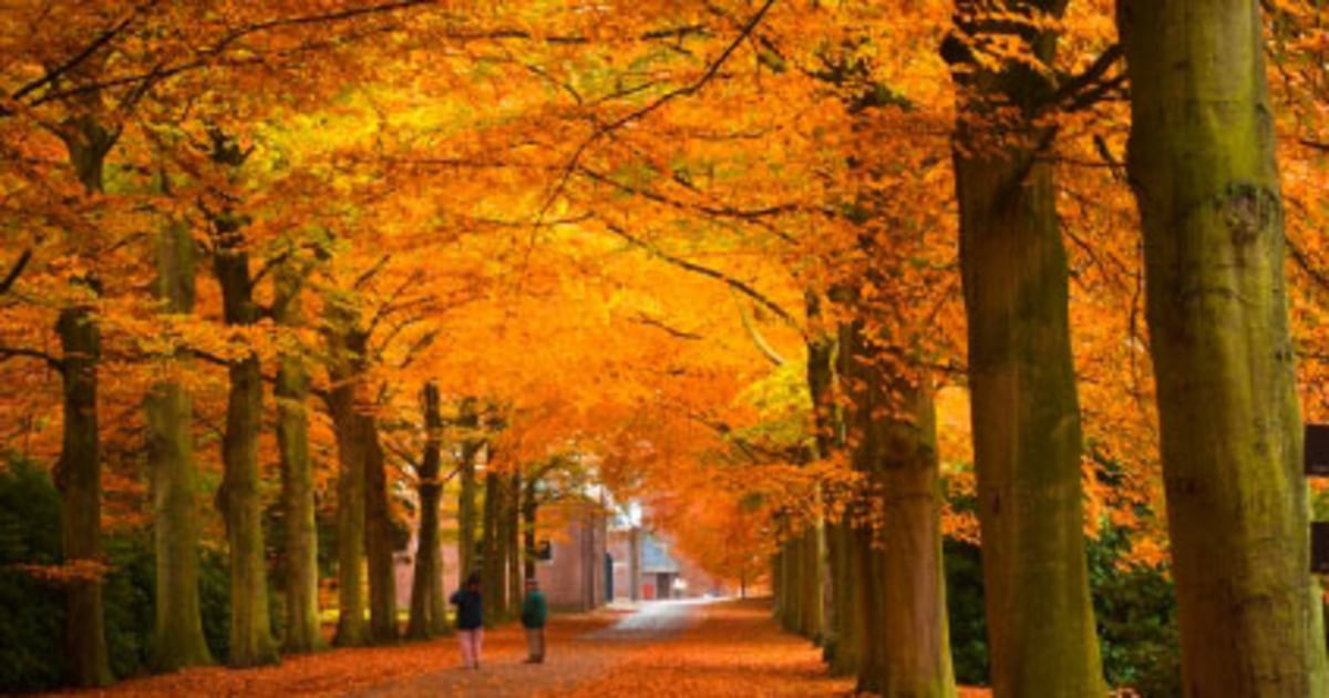 fall trees orange leaves