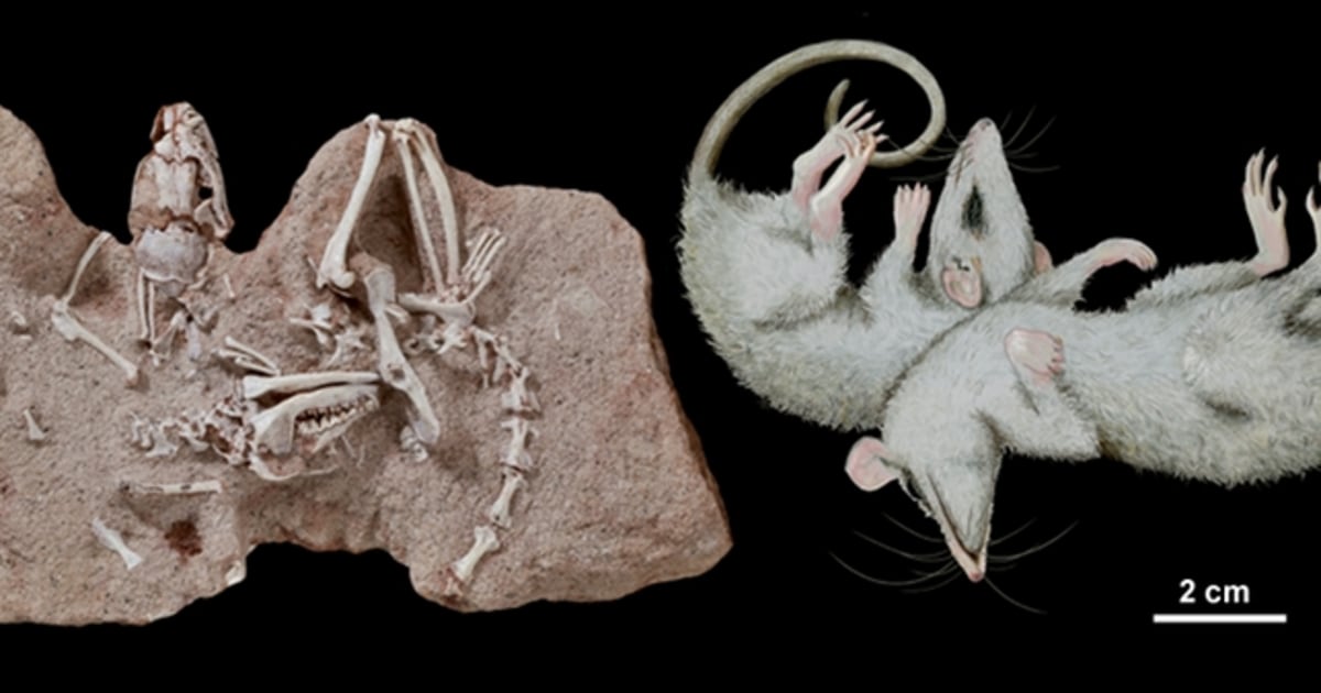 Grave shows ancient marsupials lived in pack
