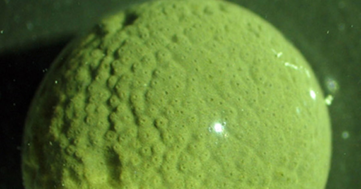 Single-celled giant upends early evolution