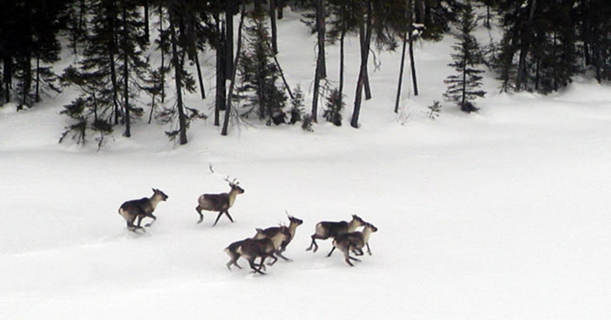 Body clock of arctic reindeer ticks differently