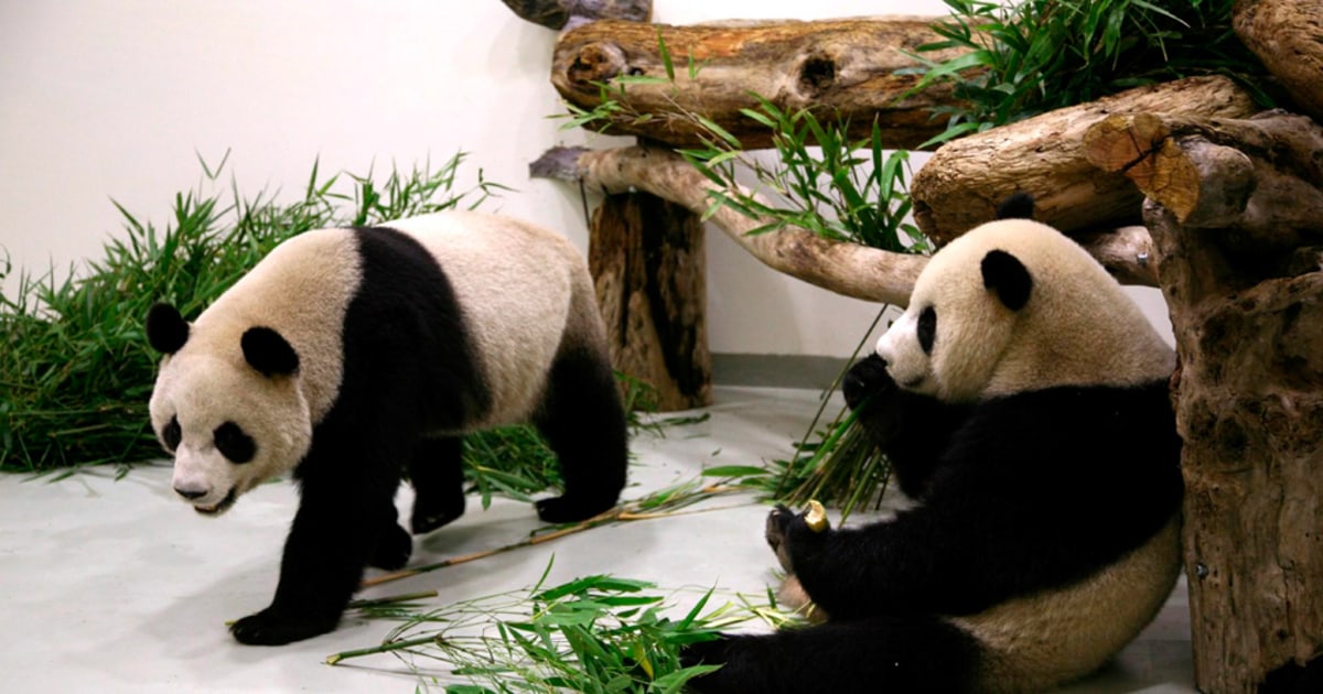 Pandamania claims zoo Web site as victim