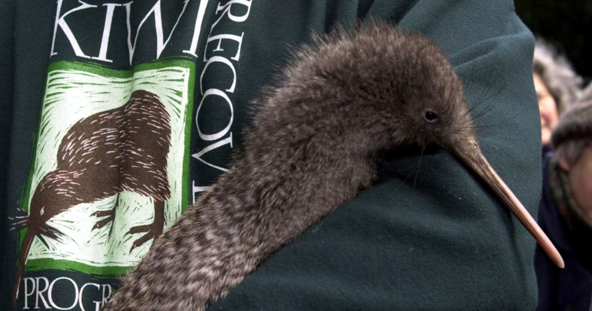 Kiwis (the birds) get help in averting extinction