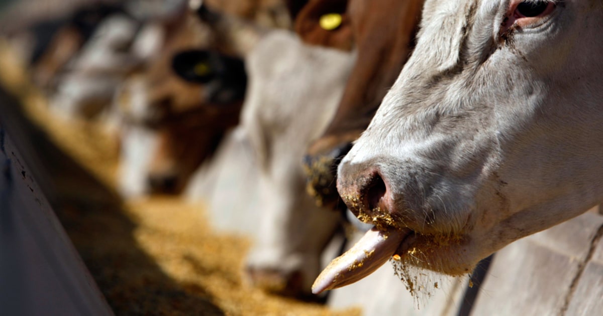 Genetics help crack down on cattle rustlers