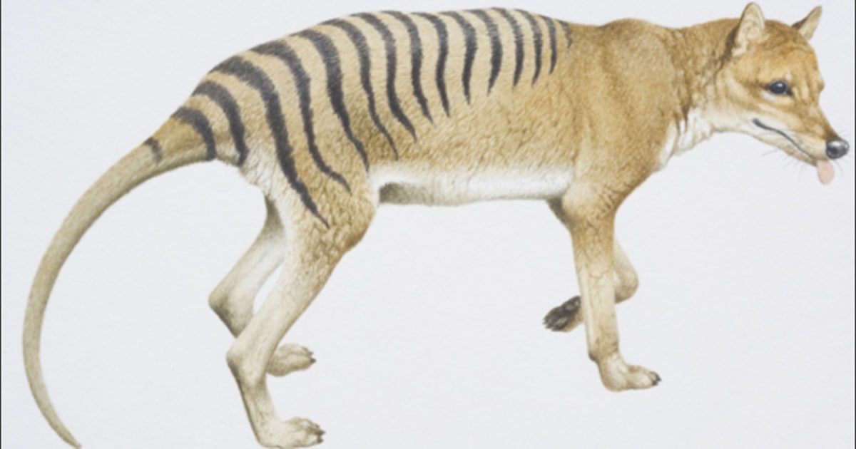 does thylacine still exist