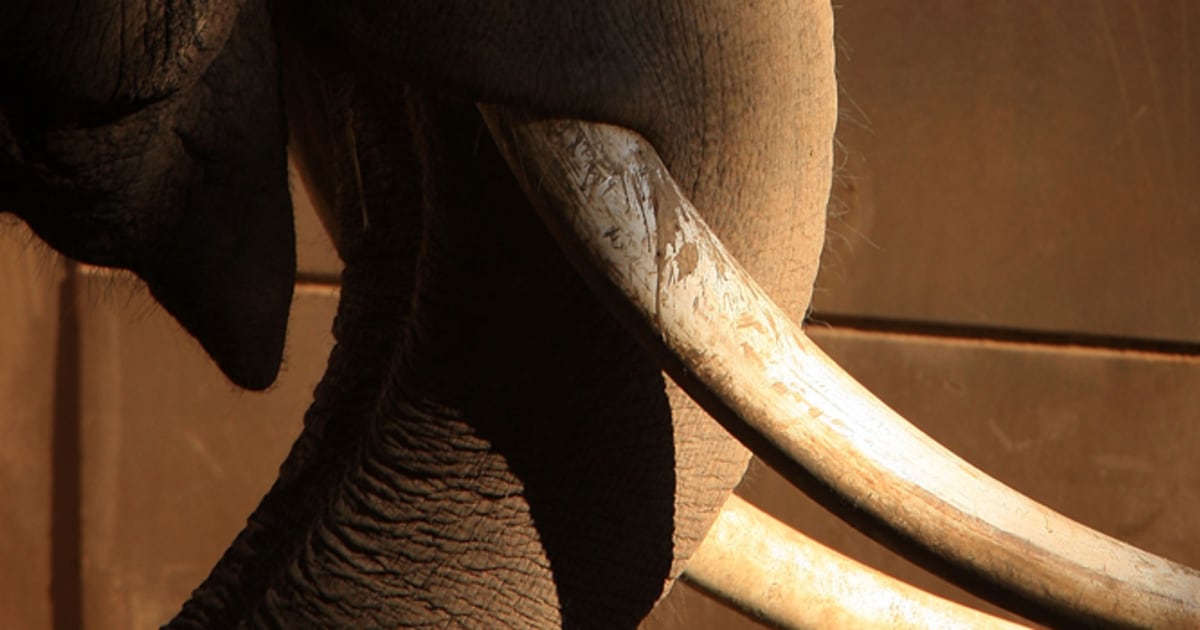 LA council votes to keep Billy the elephant