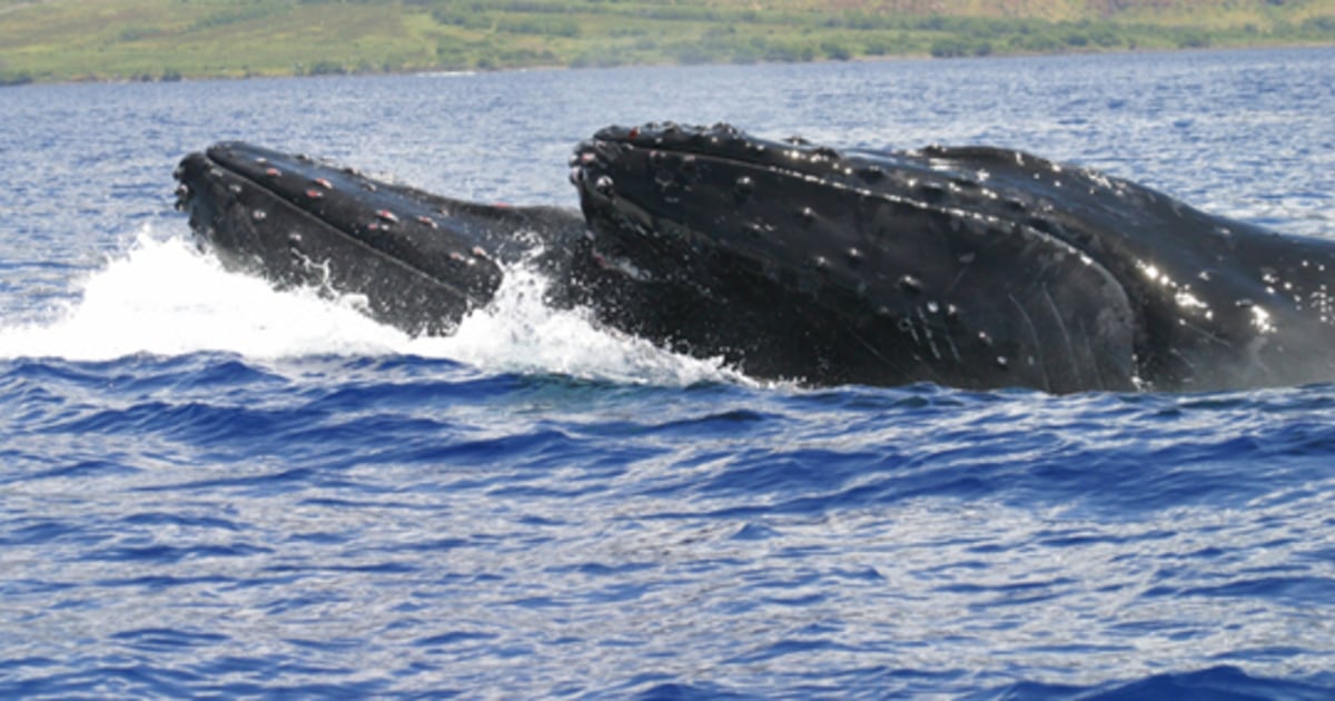 Male whales prefer enormous females