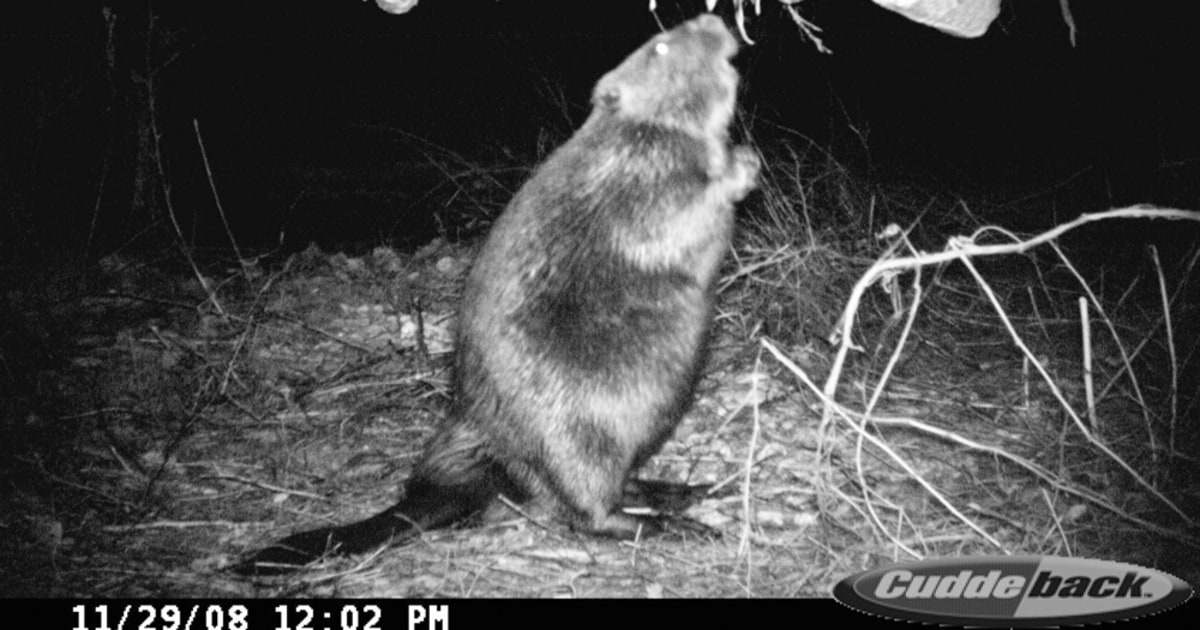 Good Detroit news: Beaver signals cleaner river