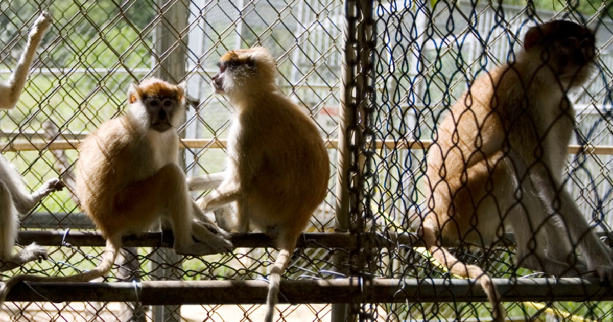 Puerto Rico monkeys shipping out to Iraq