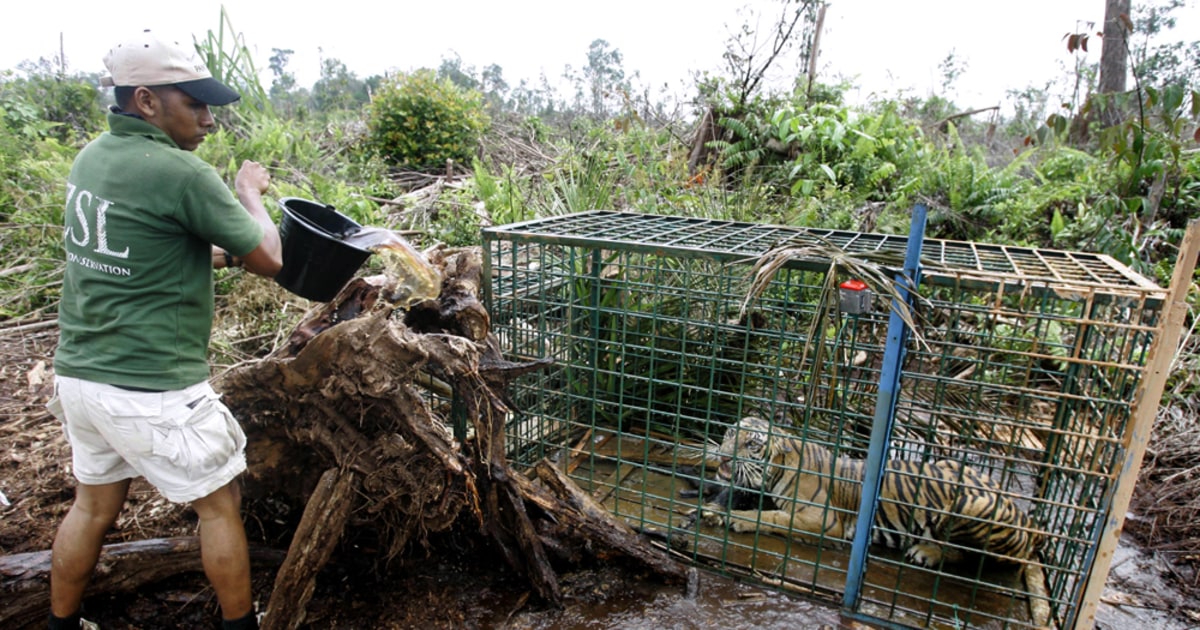 Indonesia's 'tiger savers' race against time