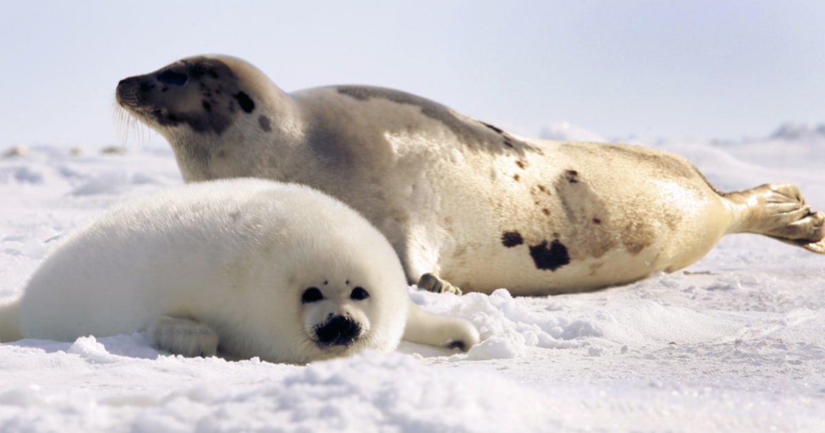 Canada's controversial seal hunt starts