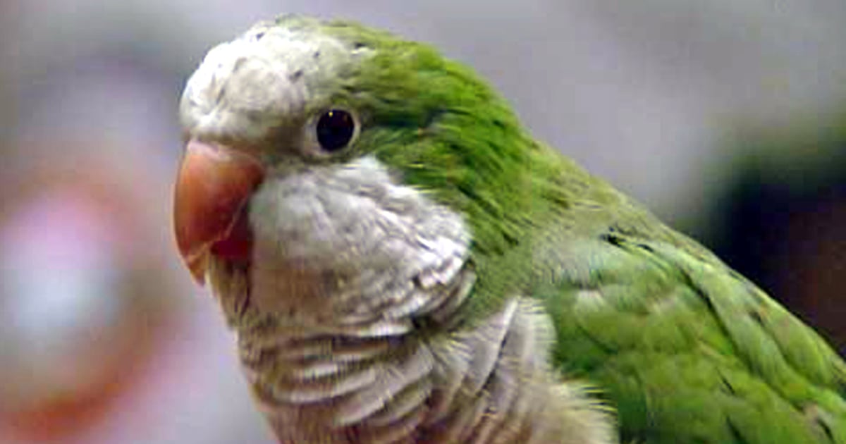 Parrot gets award for warning about choking tot
