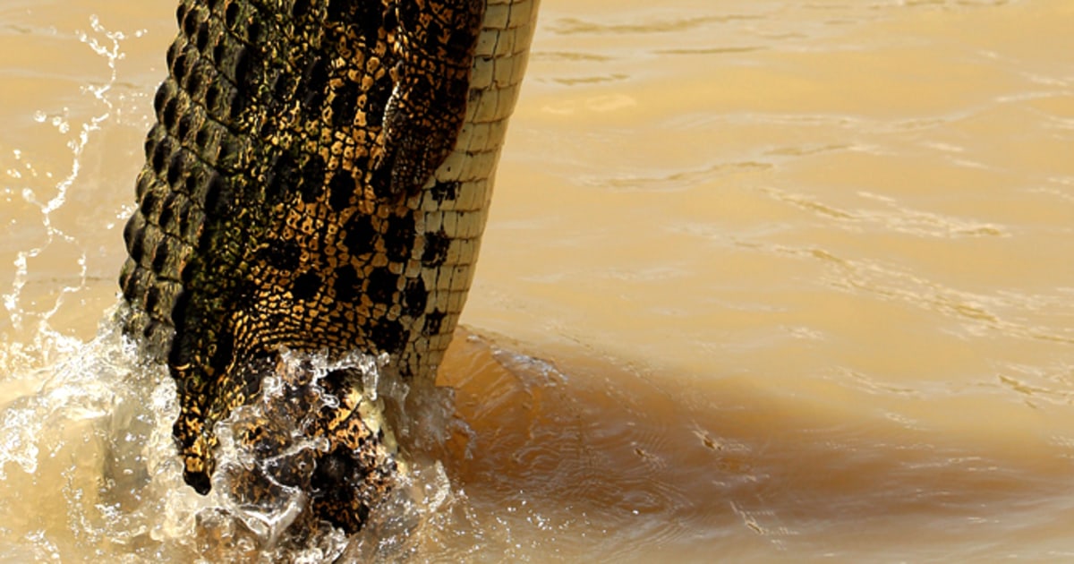 Australia seeks ways to control killer crocodiles