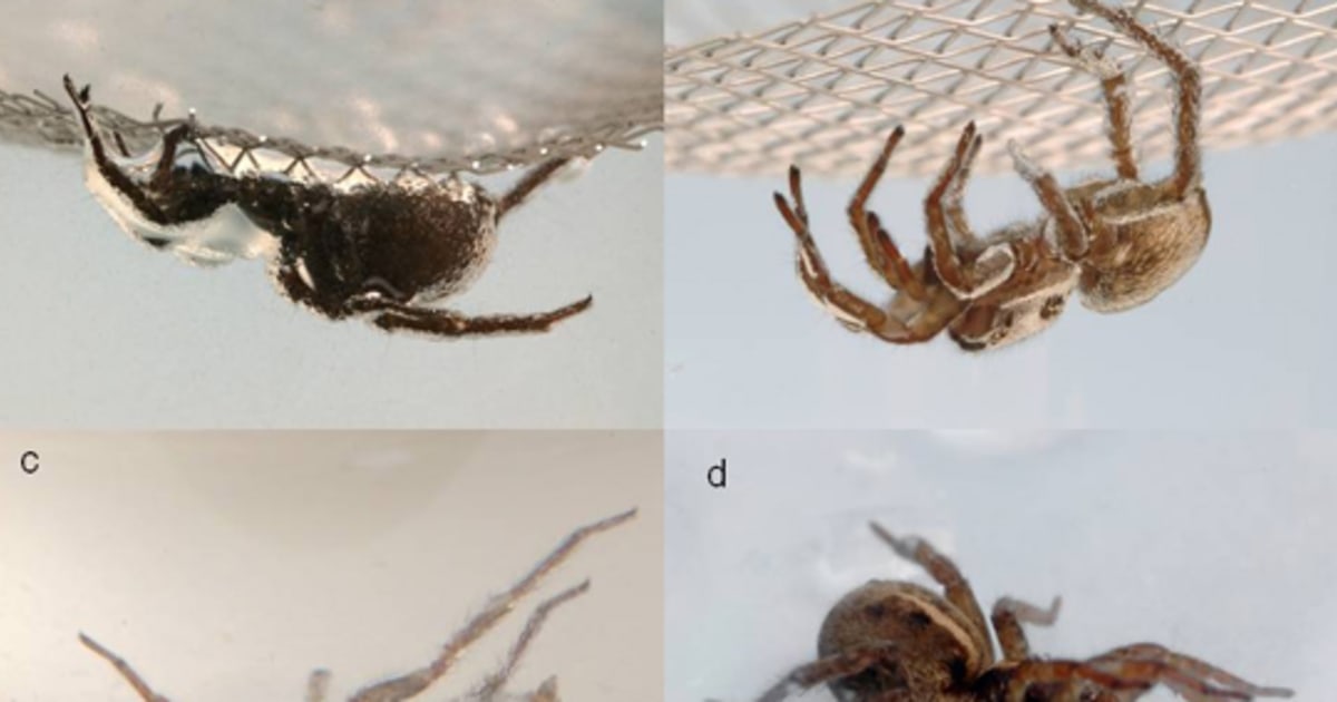 Drowned spiders come back from the dead