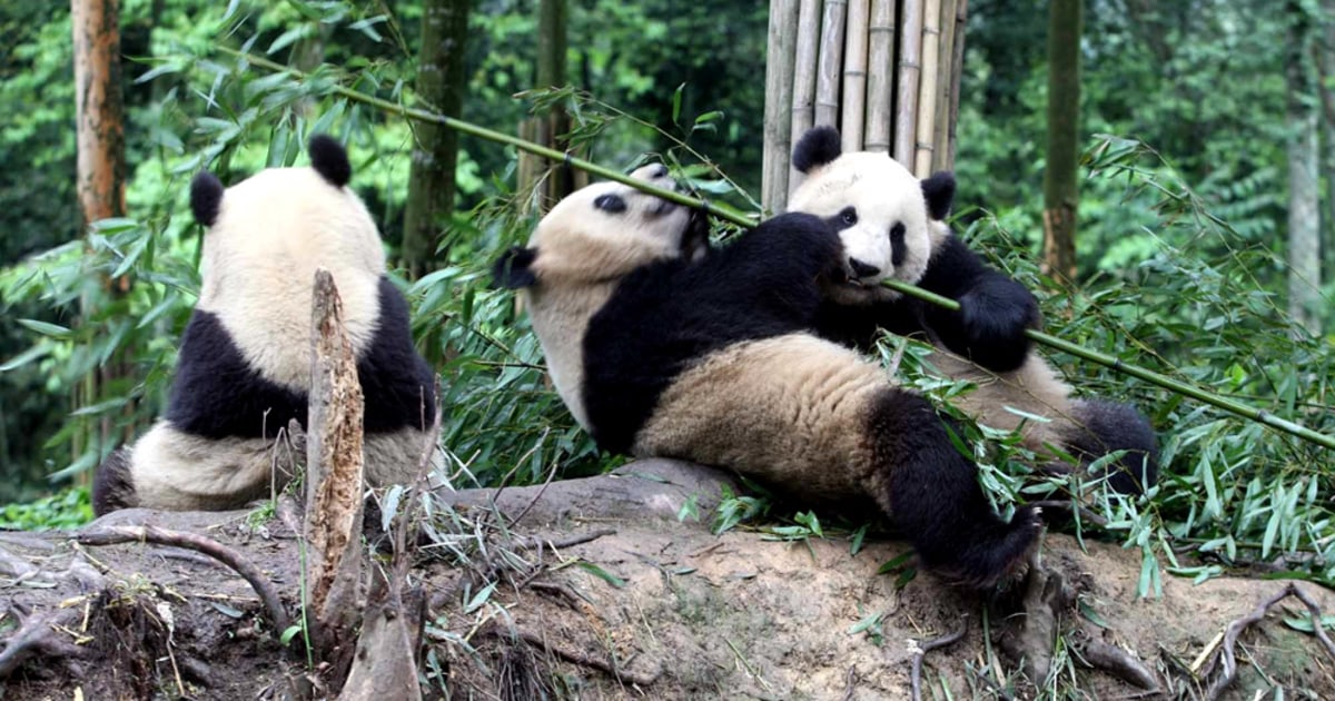 Last pandas from quake-hit habitat relocated