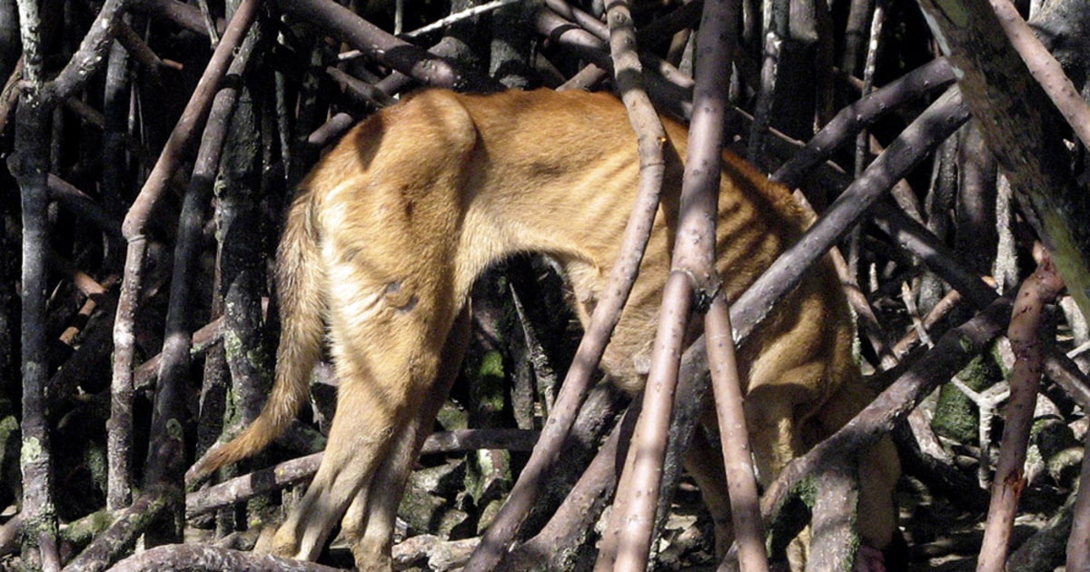 Dogs dumped on island turn to cannibalism
