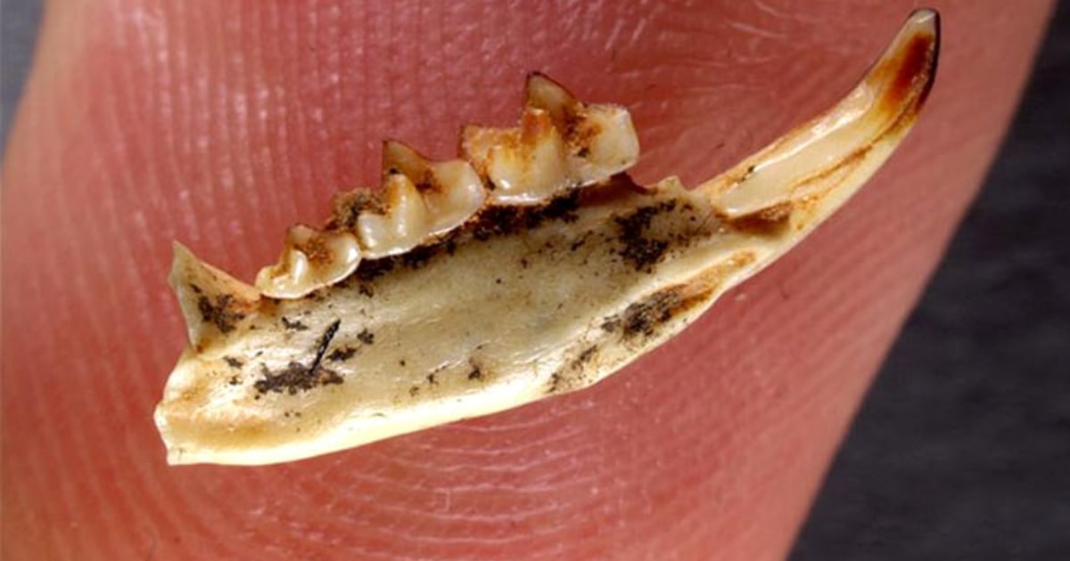 Mega-shrew shot venom through red teeth