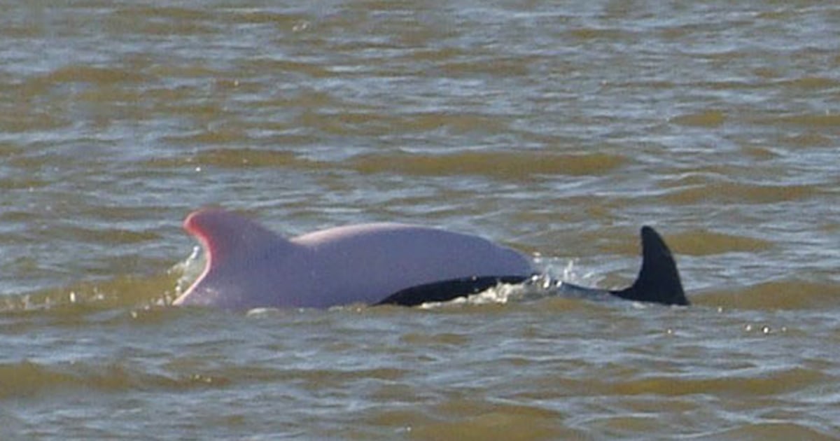 Pink dolphin makes splash in shipping channel