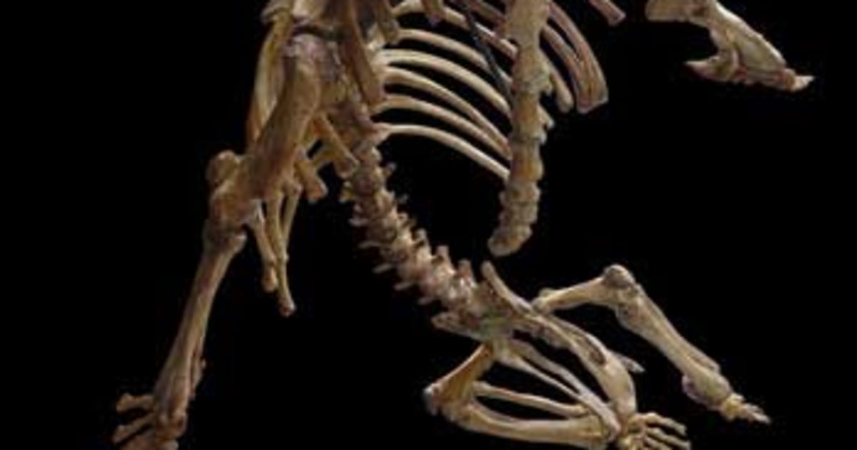 Bone bed reveals 15-million-year-old disaster