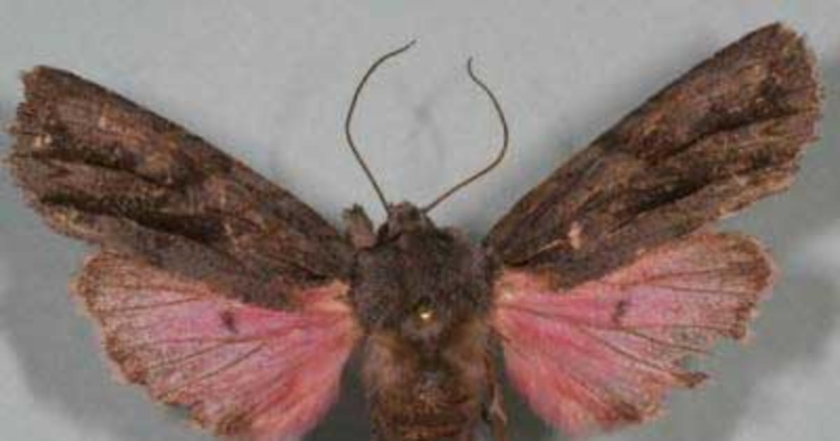 Pink moth discovered in Arizona