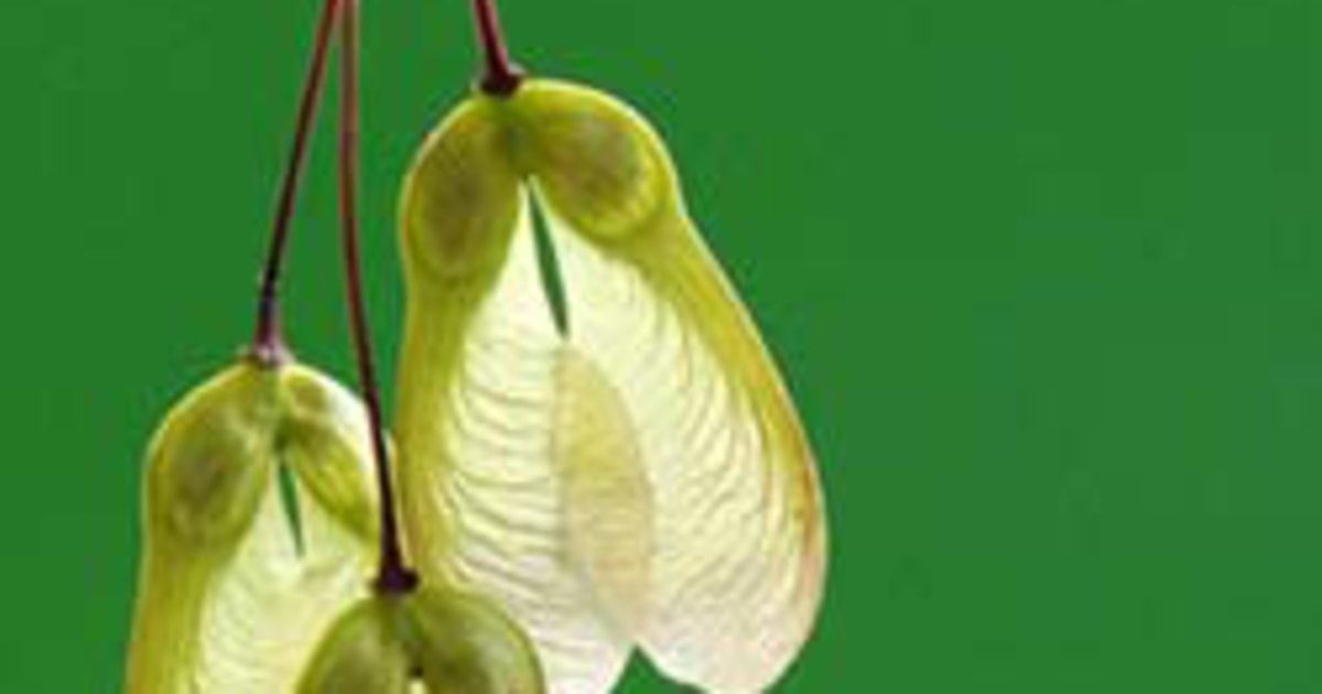 Secret found to flight of ‘helicopter seeds’