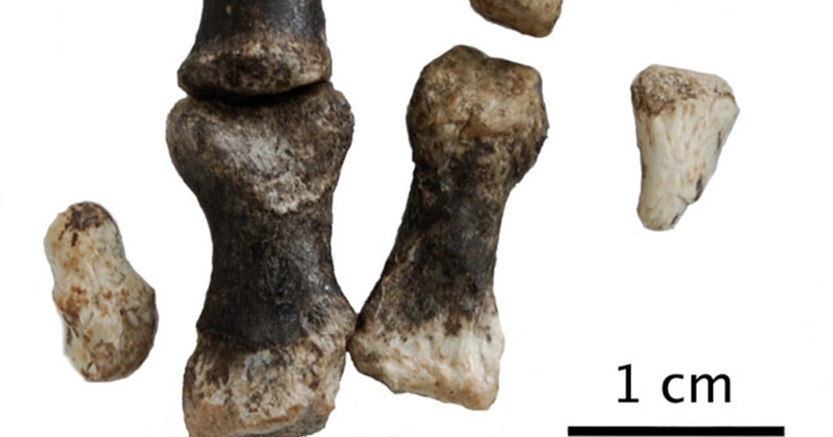 Fossil may solve mystery of dinosaur fingers
