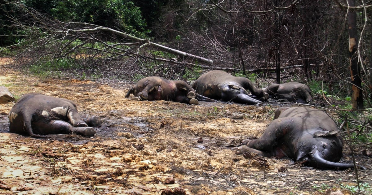 15 rare elephants poisoned, shot in Indonesia
