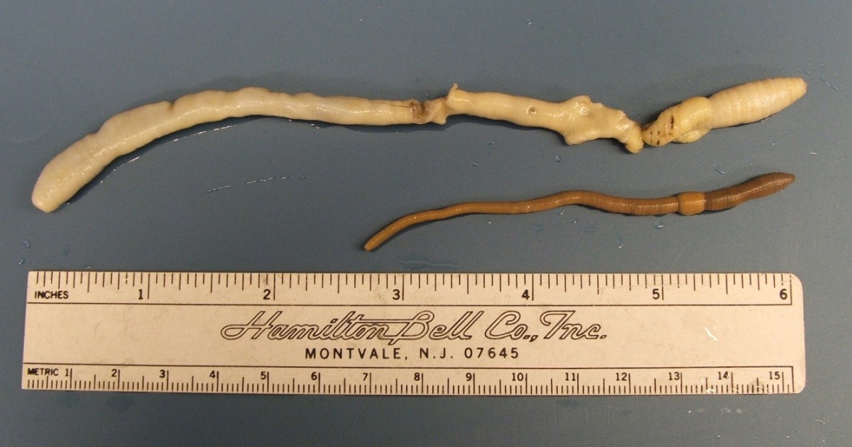 Should spitting worms get species protection?