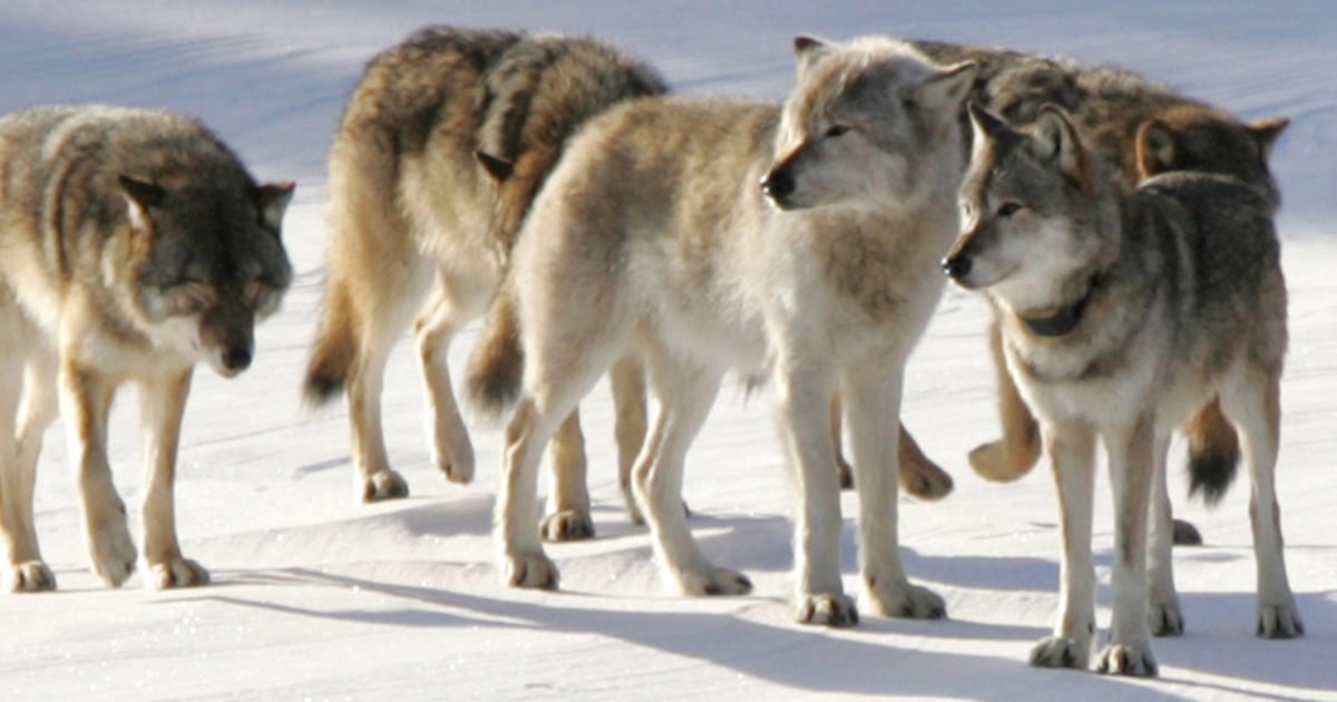 Study: Wolves beat dogs when it comes to logic