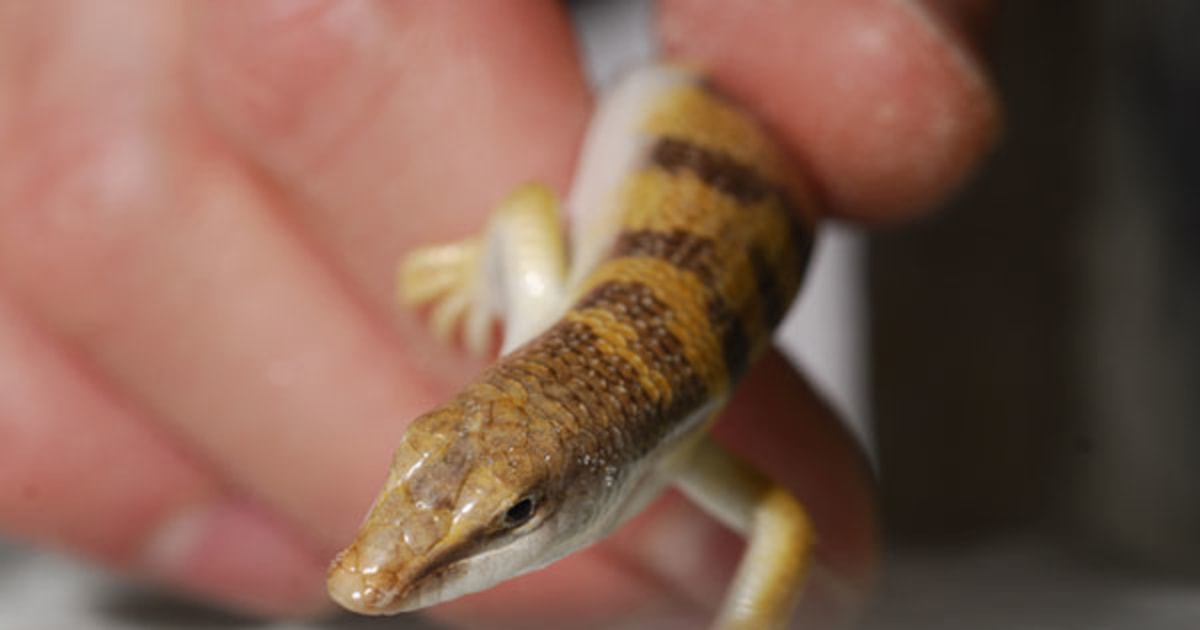 Through sand, desert lizard swims like a snake