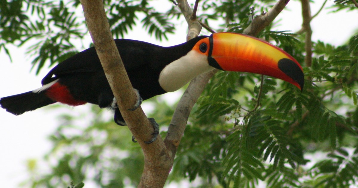 Toucan is one cool bird thanks to its big beak