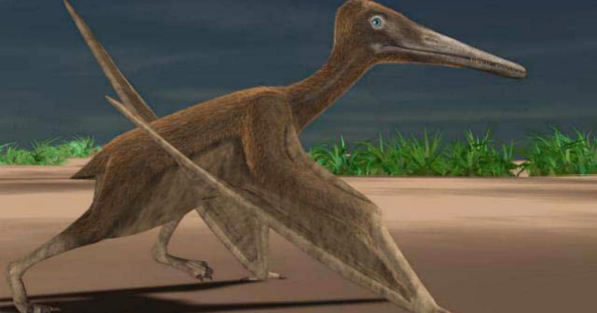 A prehistoric ‘runway’ used by flying reptiles