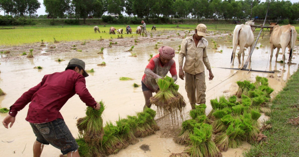 Scientists develop high-yield deep water rice