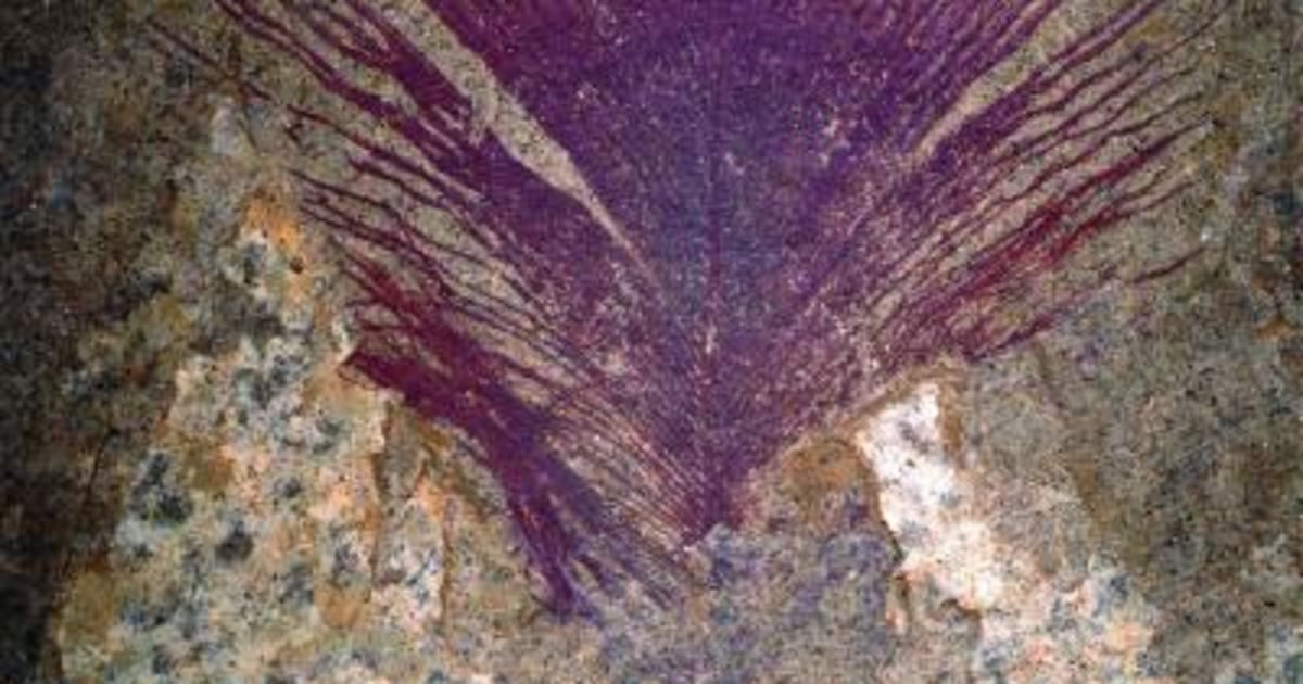 Ancient bird’s feathers had iridescent glow
