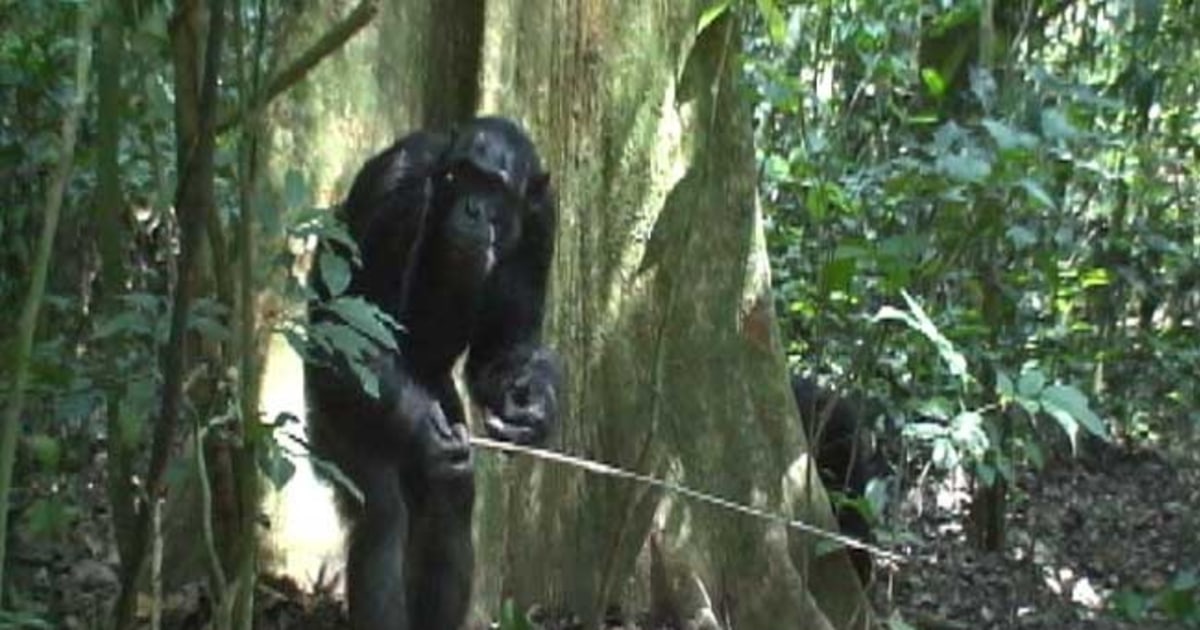 Chimps pack specialized tool kits, scientists say